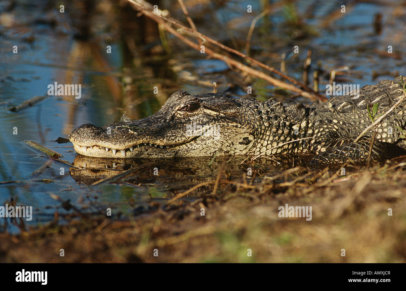 Alligator (Alligator mississippiensis) in swamp Stock Photo - Alamy