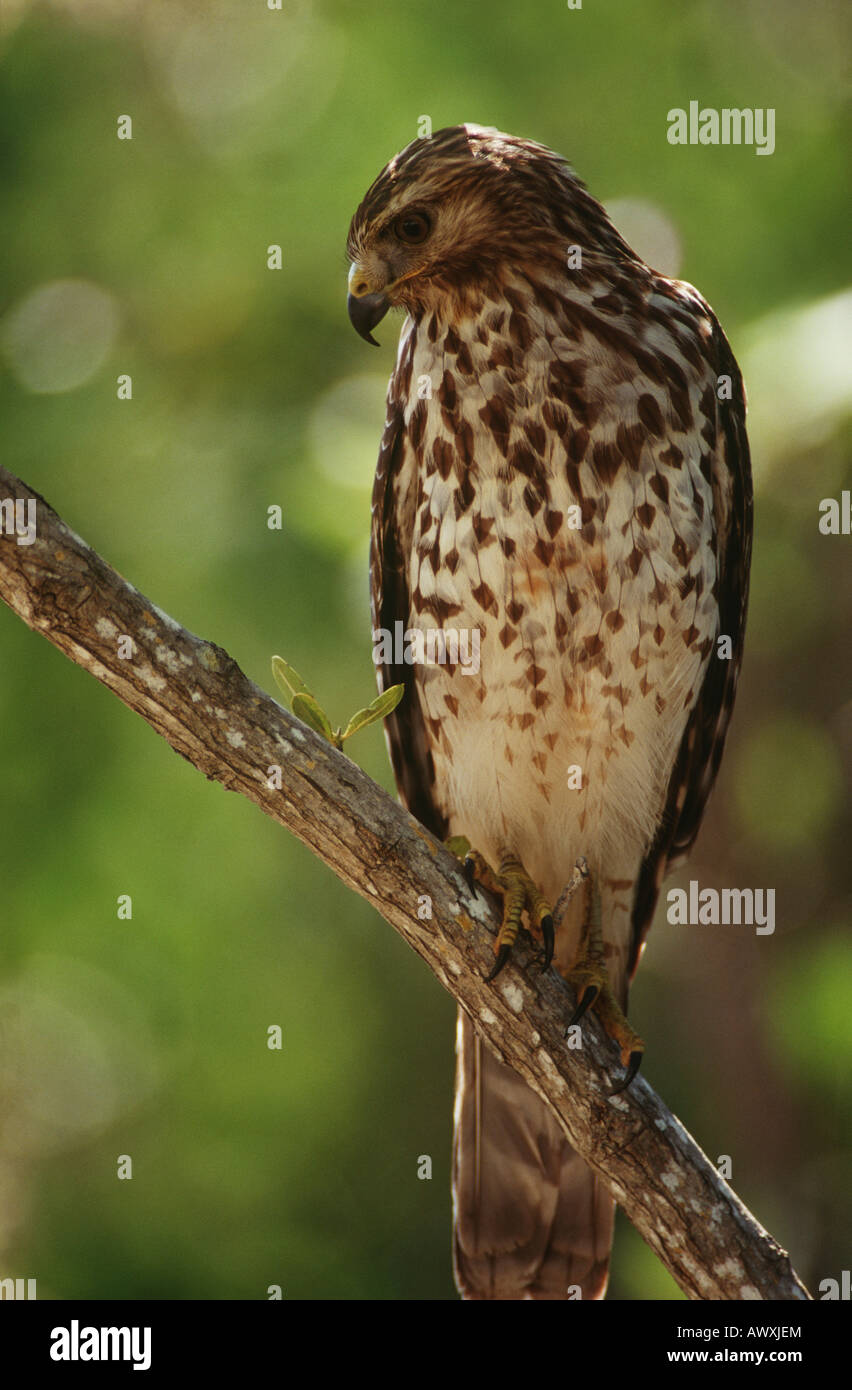 Merlin (Falco columbarius) perching on branch Stock Photo - Alamy