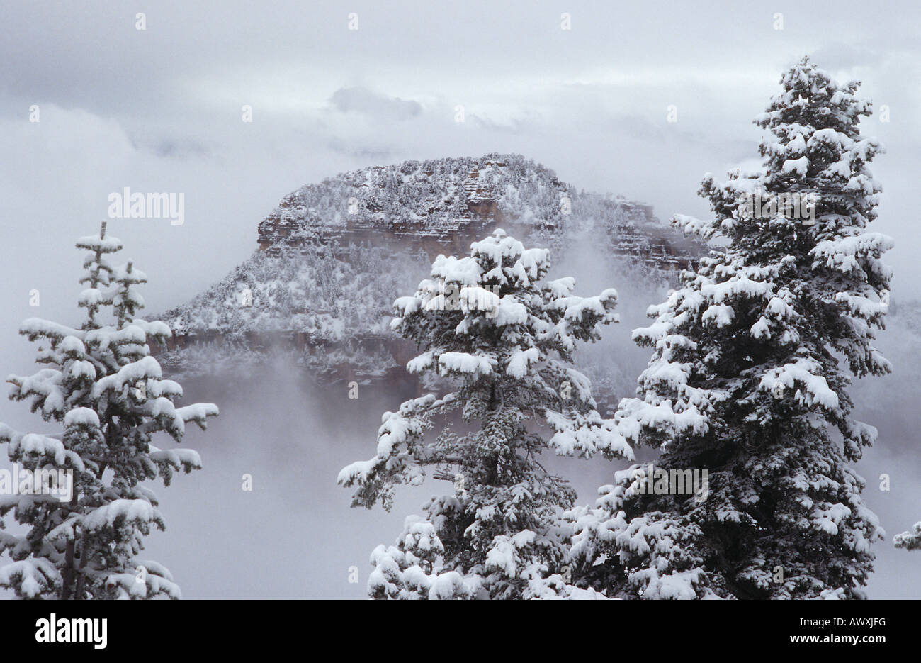 USA, Arizona, Grand Canyon, North Rim in snow Stock Photo - Alamy