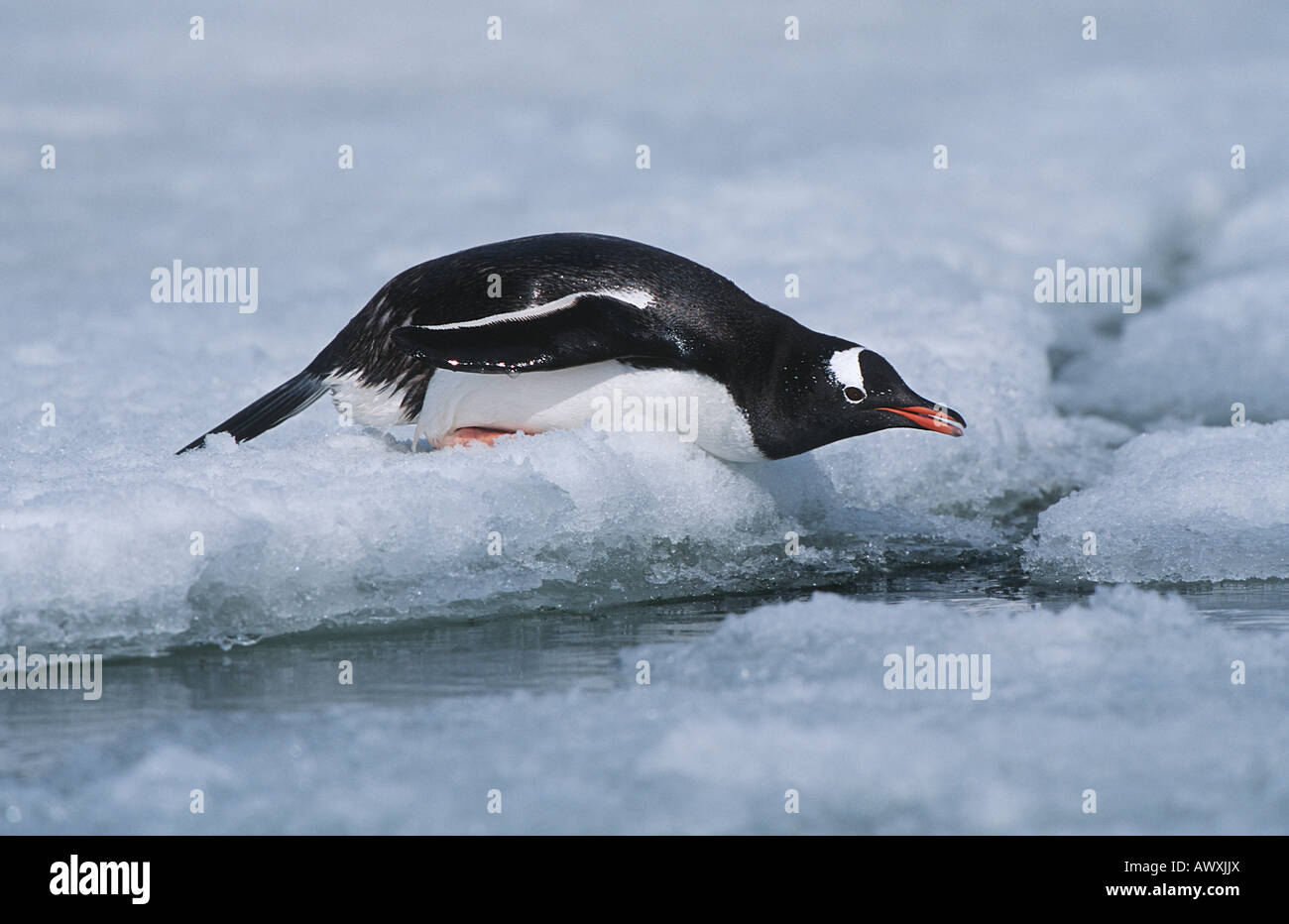 Greenwich peninsula animals hi-res stock photography and images - Alamy