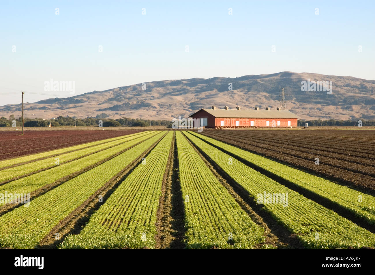 agribusiness farm crops Stock Photo - Alamy