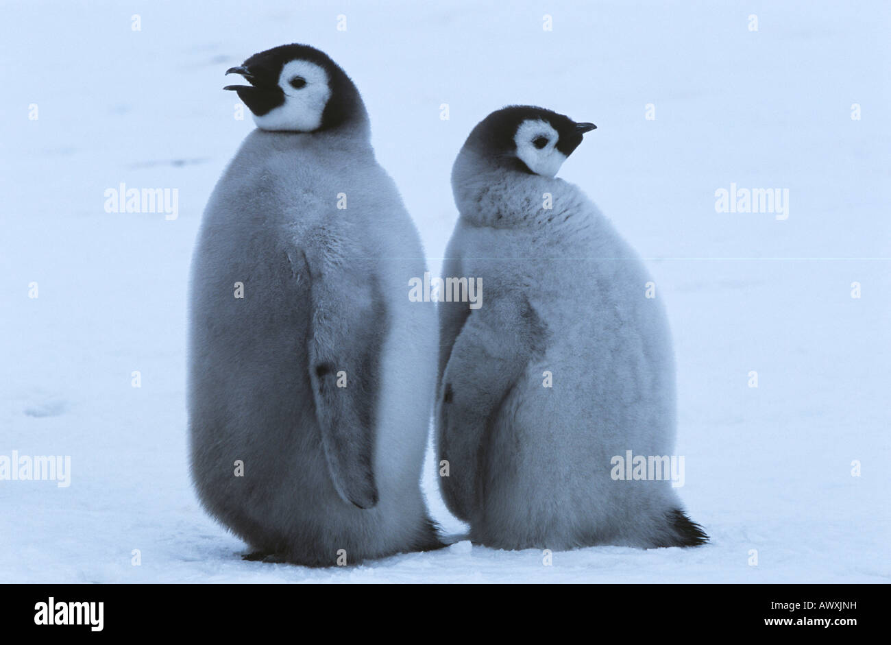 Two young Emperor Penguins standing back to back Stock Photo - Alamy