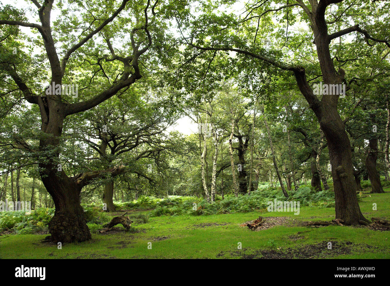 Oak Coppice on Cannock Chase Staffordshire Stock Photo - Alamy