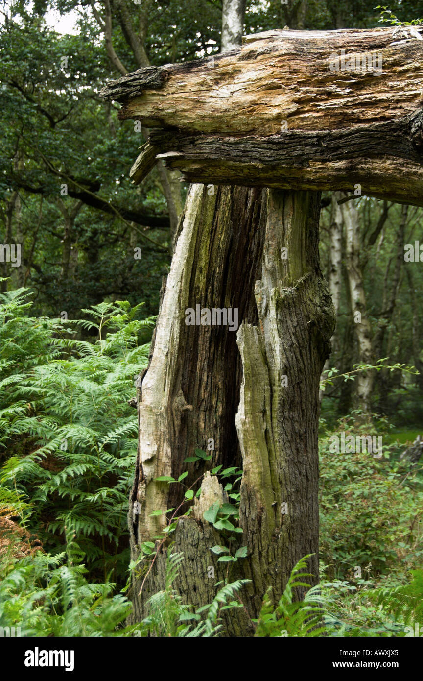 Broken oak hi-res stock photography and images - Alamy