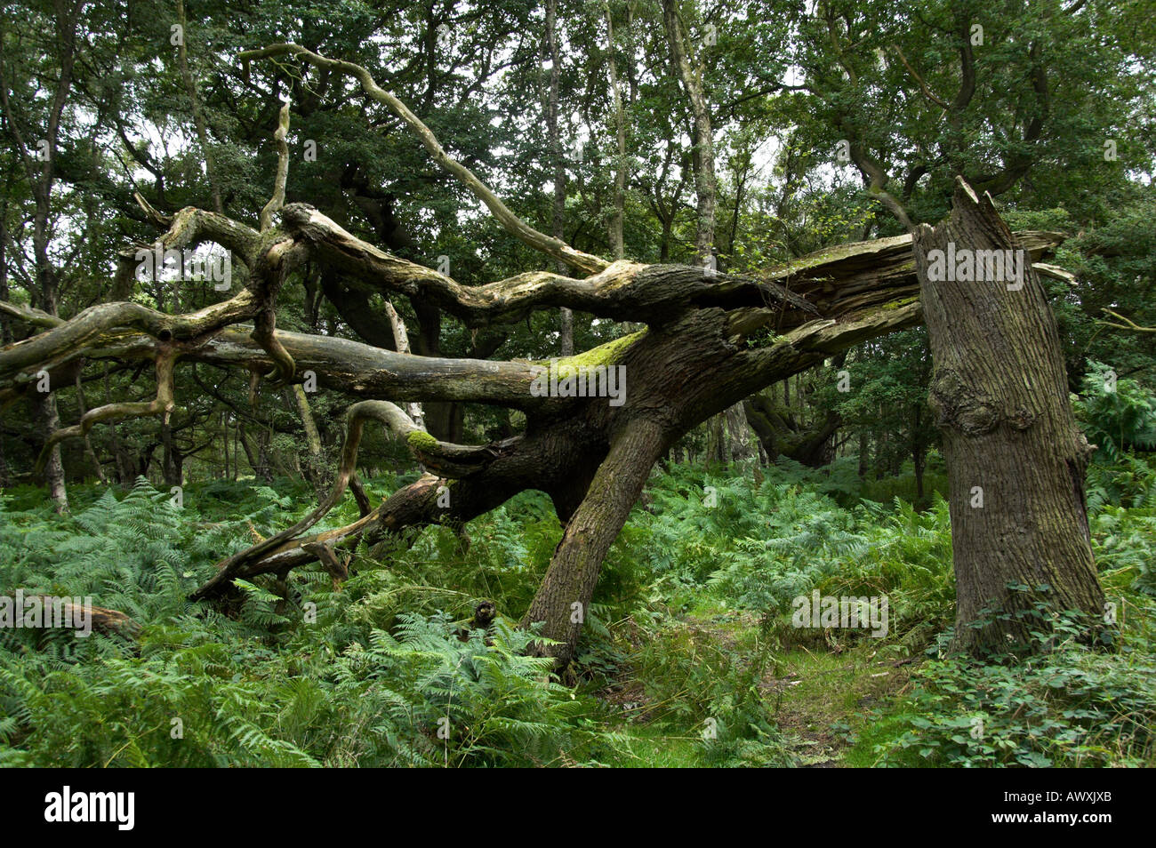 Broken oak hi-res stock photography and images - Alamy
