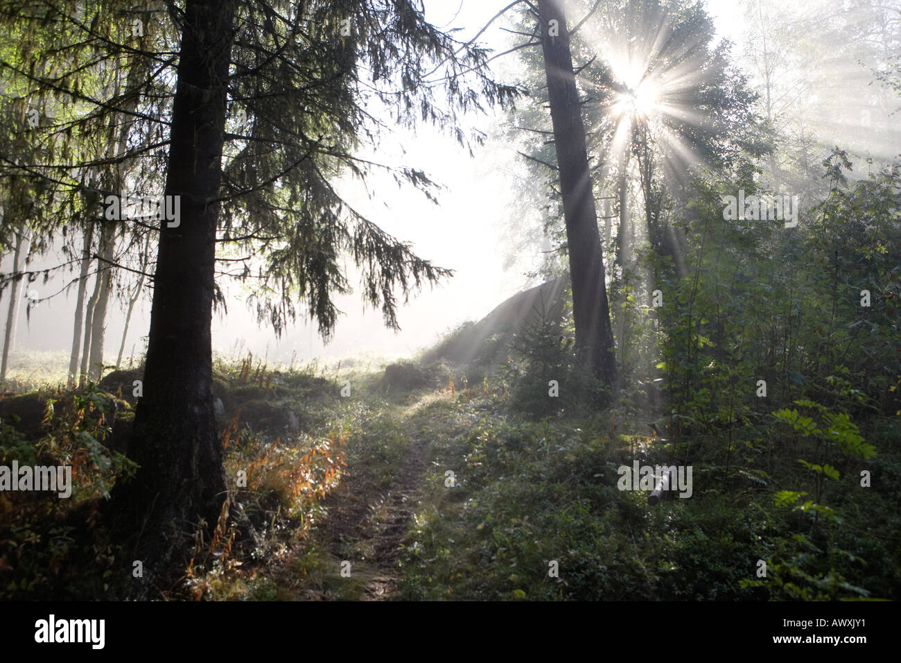 shed some light Stock Photo - Alamy