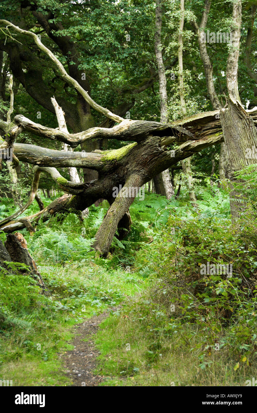 Broken oak hi-res stock photography and images - Alamy
