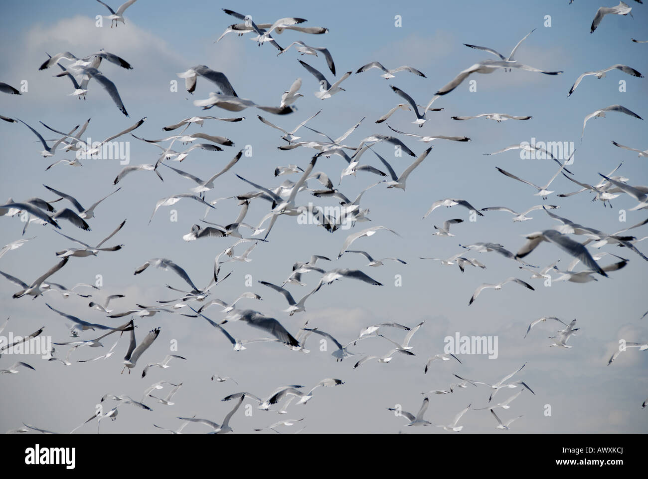 A flock of seagull in flight Stock Photo - Alamy