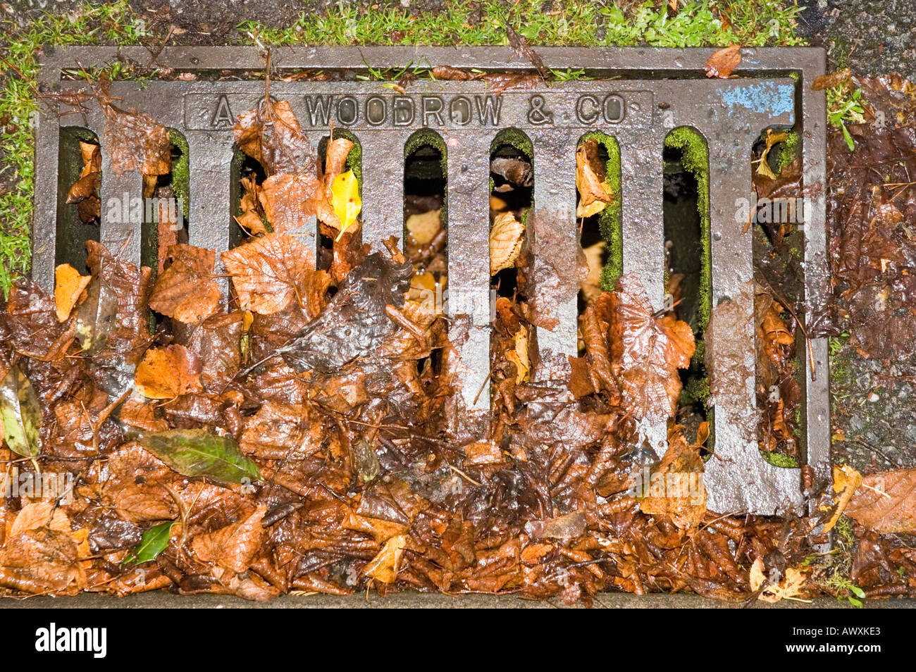A roadside drain blocked by autumn leaves often leading to localised ...