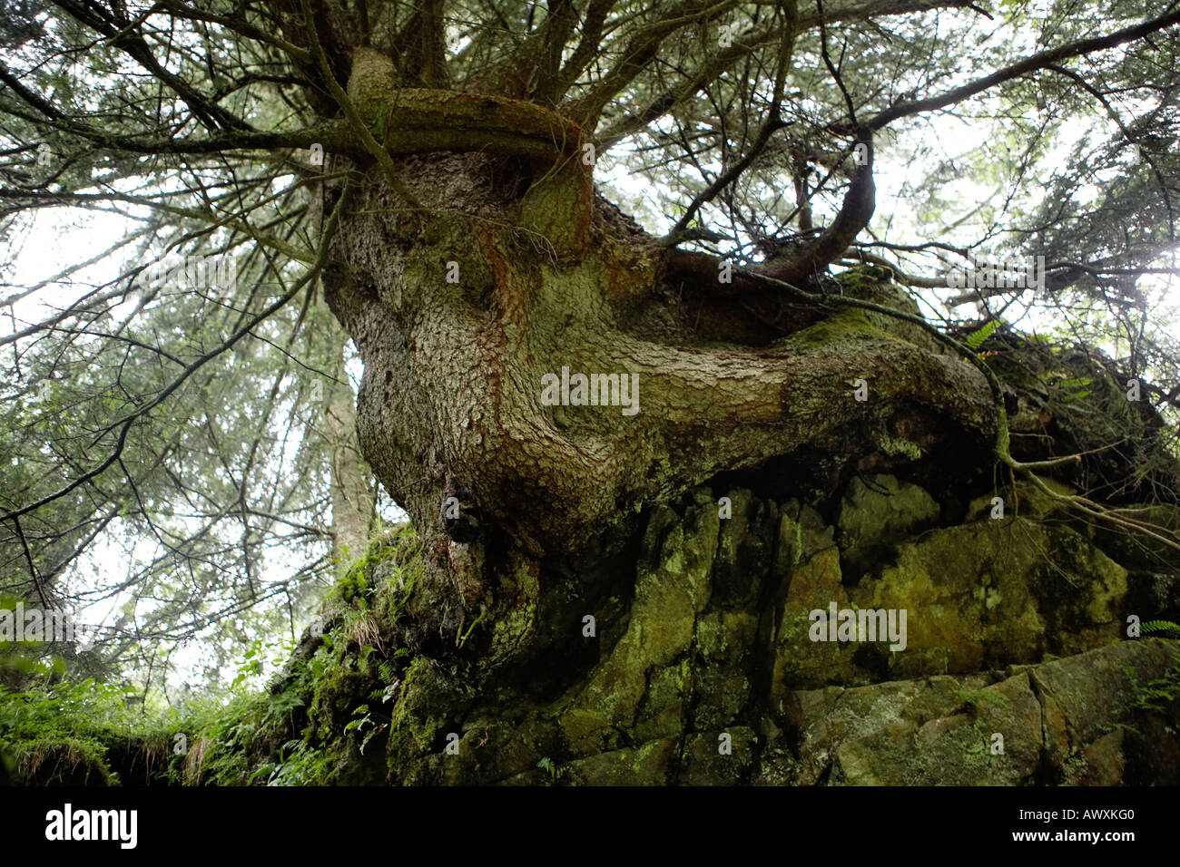 A big old tree Stock Photo - Alamy