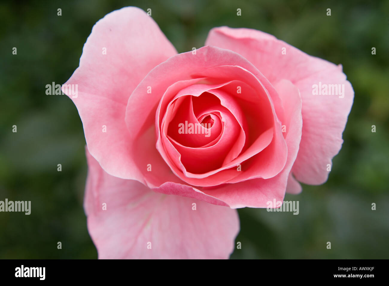 one pink rose Stock Photo - Alamy
