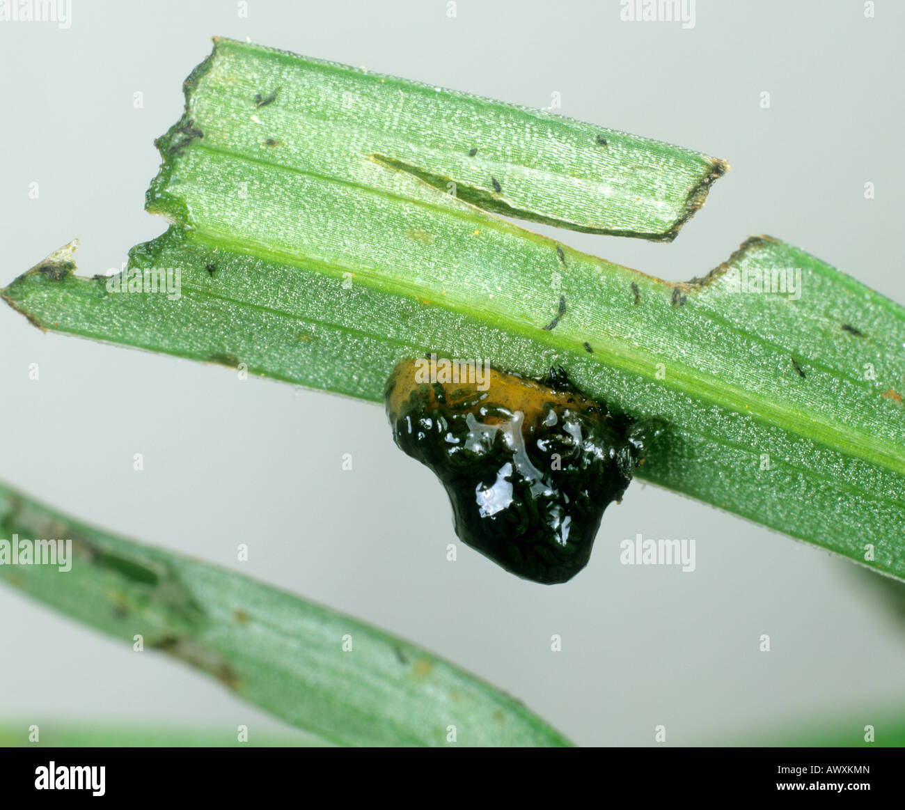 Sticky scarlet hi-res stock photography and images - Alamy
