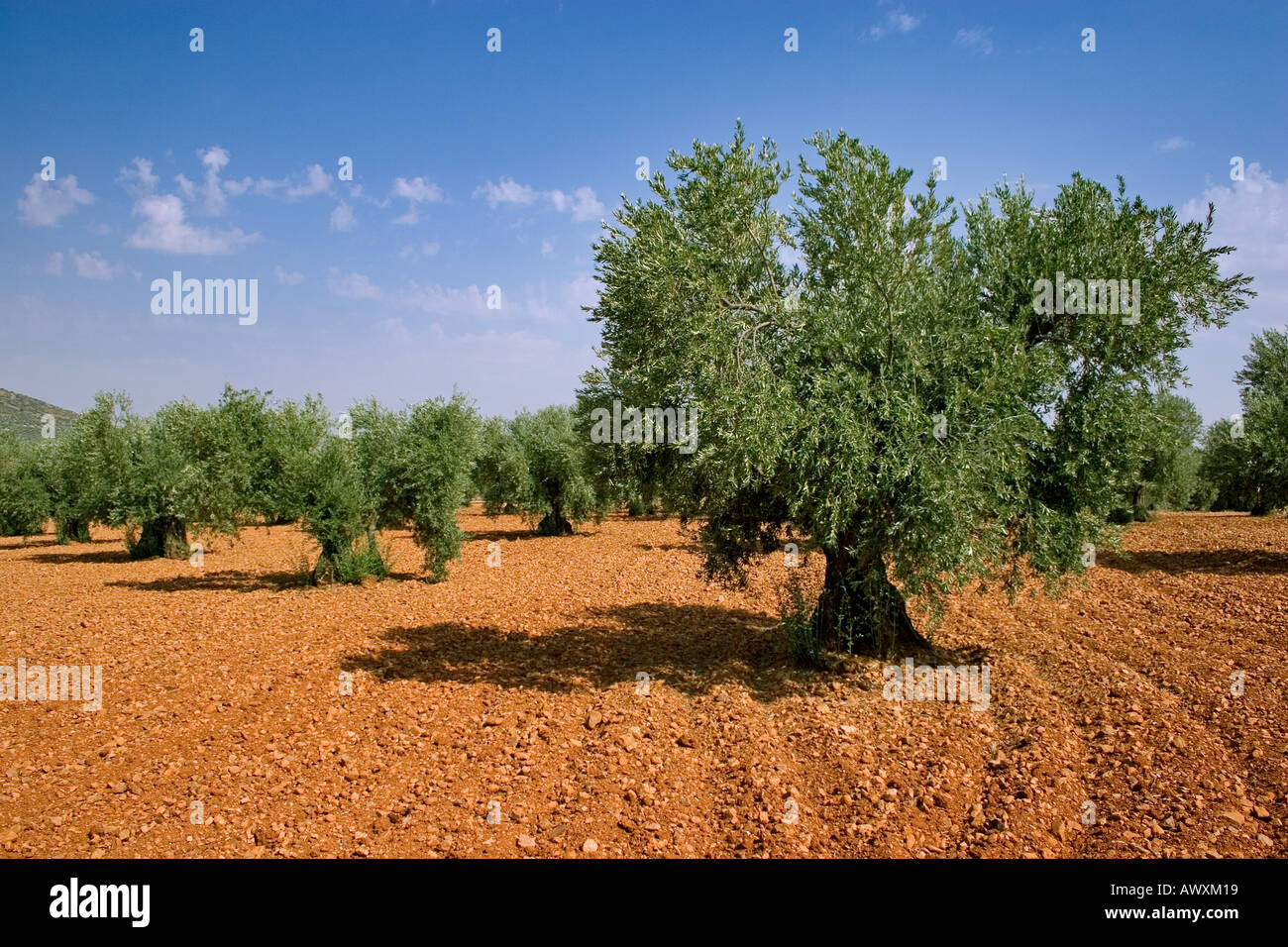 the olive trees of jaen andalusia spain Stock Photo - Alamy