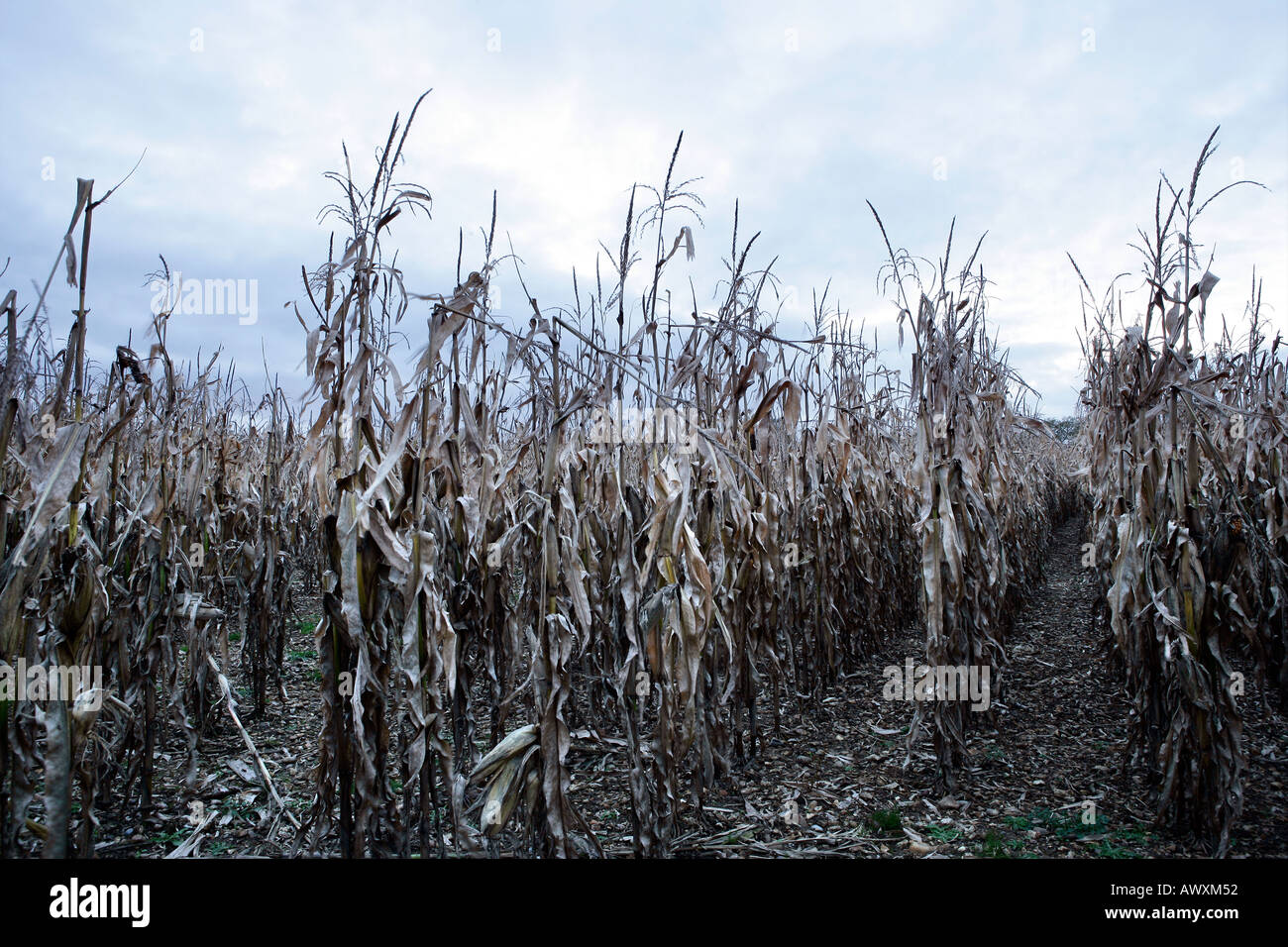 Failed Crop Stock Photos & Failed Crop Stock Images - Alamy