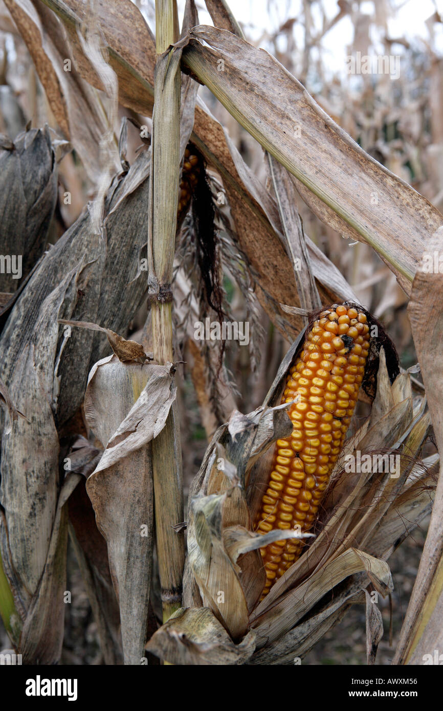 Failed Corn Crop England UK Stock Photo - Alamy