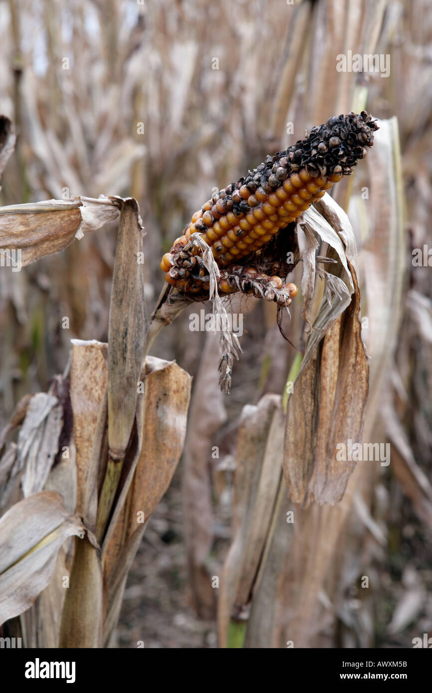 Failed Corn Crop England UK Stock Photo - Alamy