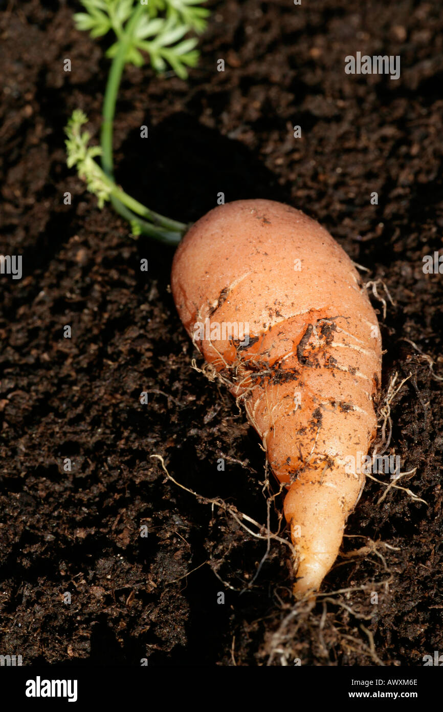 Carrot Underground High Resolution Stock Photography and Images - Alamy
