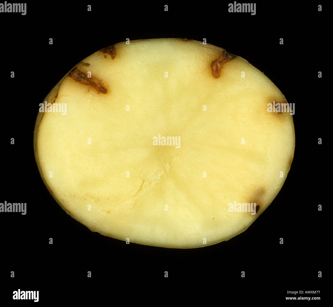 Wireworm agriotes sp feeding damage shown in a cross section of a ...