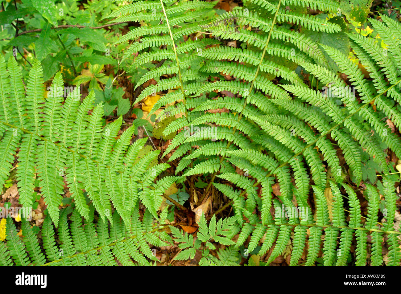 Fern leaves, detail Stock Photo - Alamy