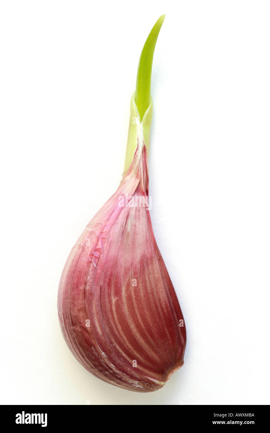 Single Garlic Clove Sprouting Stock Photo - Alamy