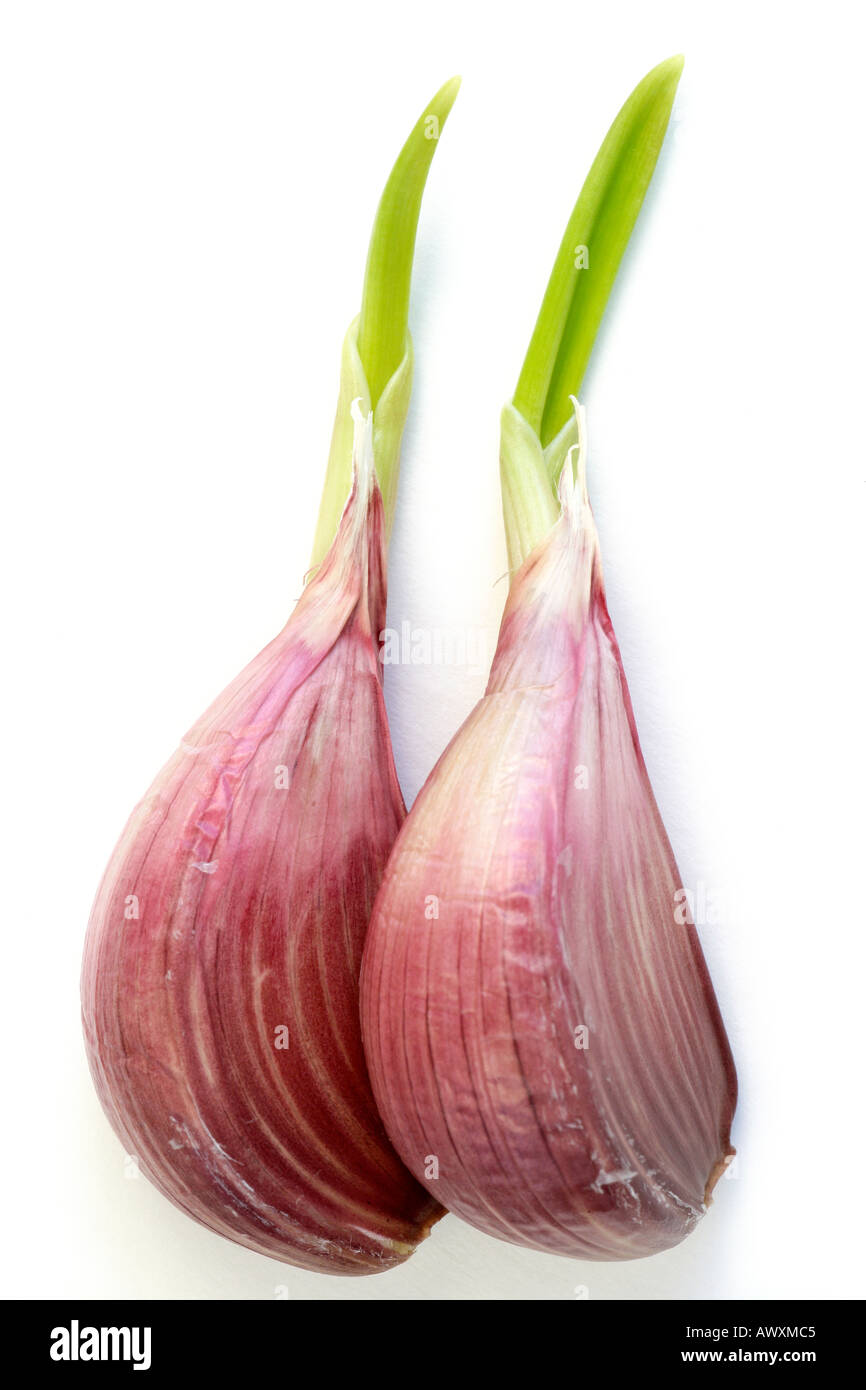 Dúo gourmet hi-res stock photography and images - Alamy