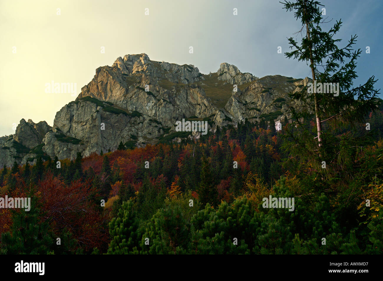 Limestone Cliff detail, Velky Rozsutec mountain, Mala Fatra range ...