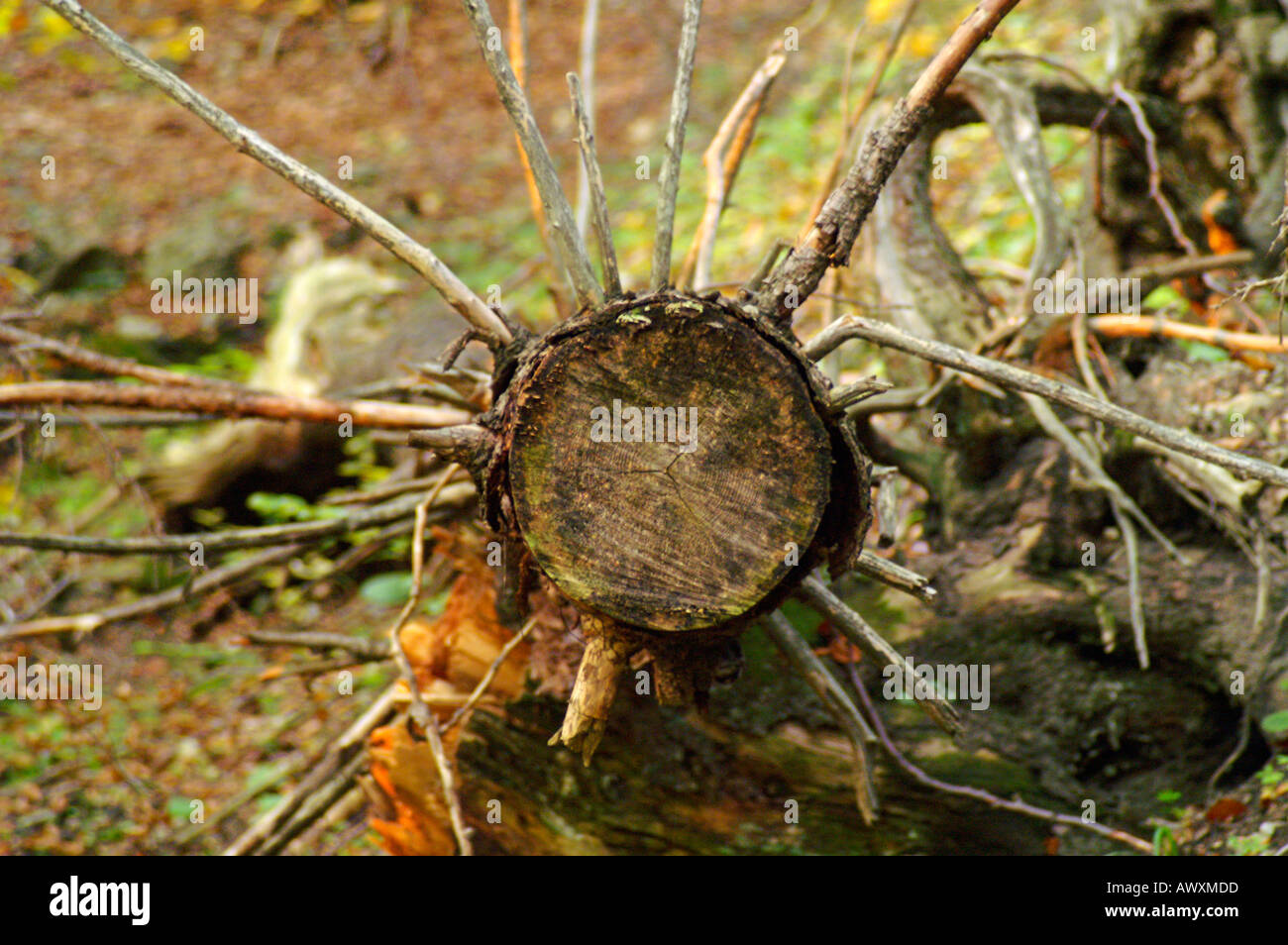 Tree stump, cut trunk with spreaded branches Stock Photo - Alamy