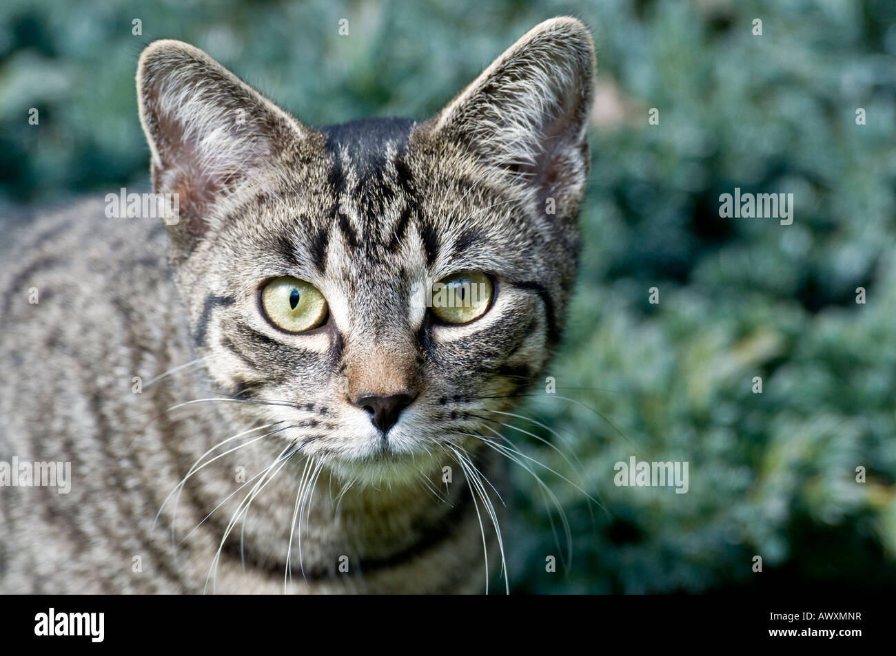 Cat hunting garden hi-res stock photography and images - Alamy