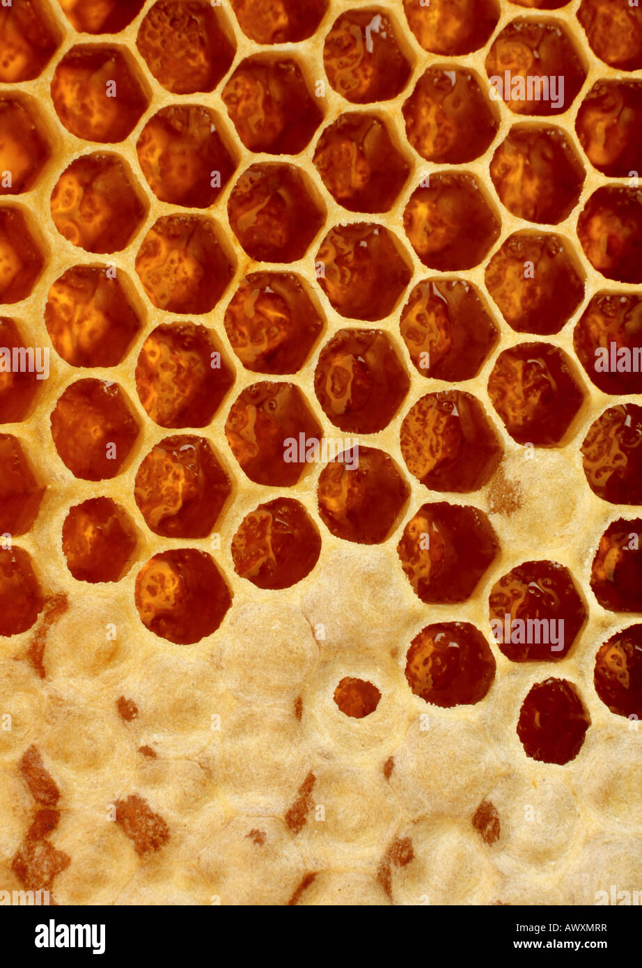 Yellow honeycomb wax cell detail texture background Stock Photo - Alamy