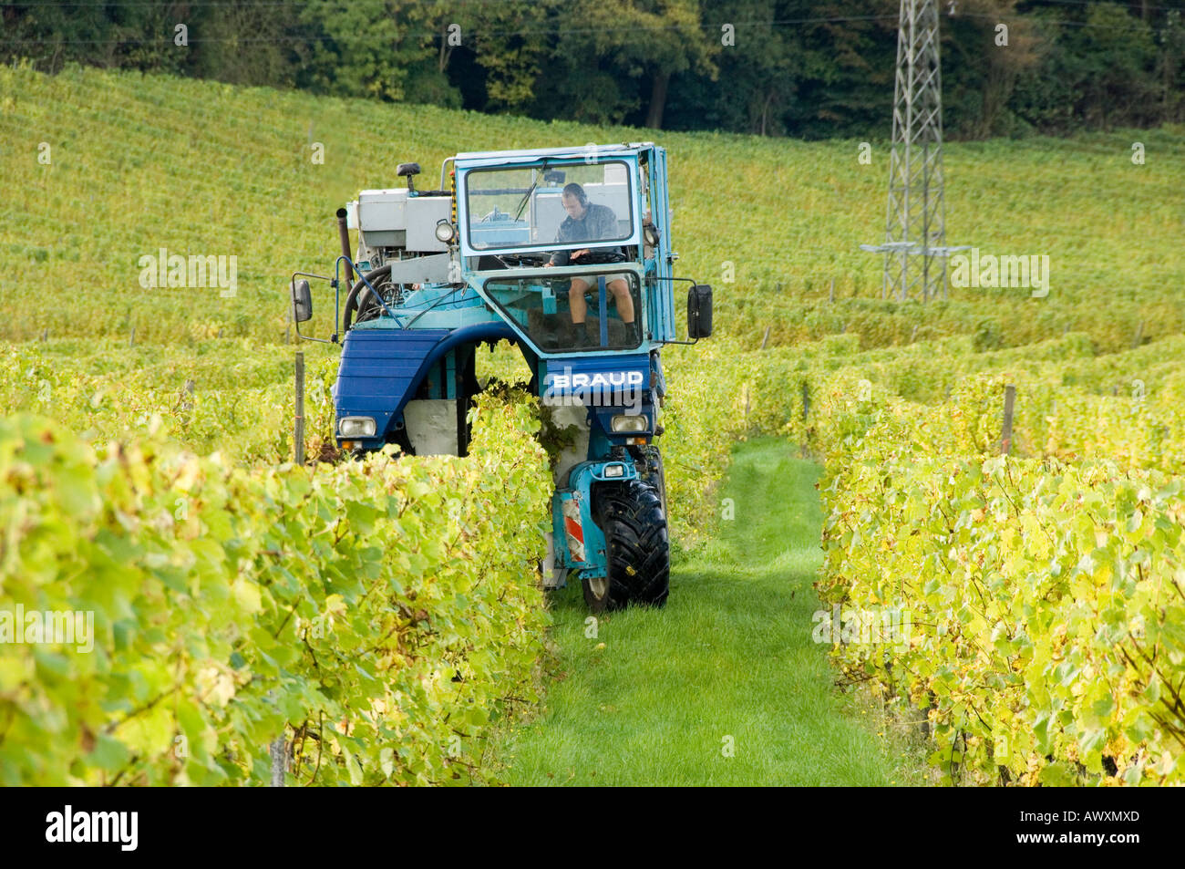 Grape harvesting tractor at Denbies vineyard, Dorking, Surrey, England ...