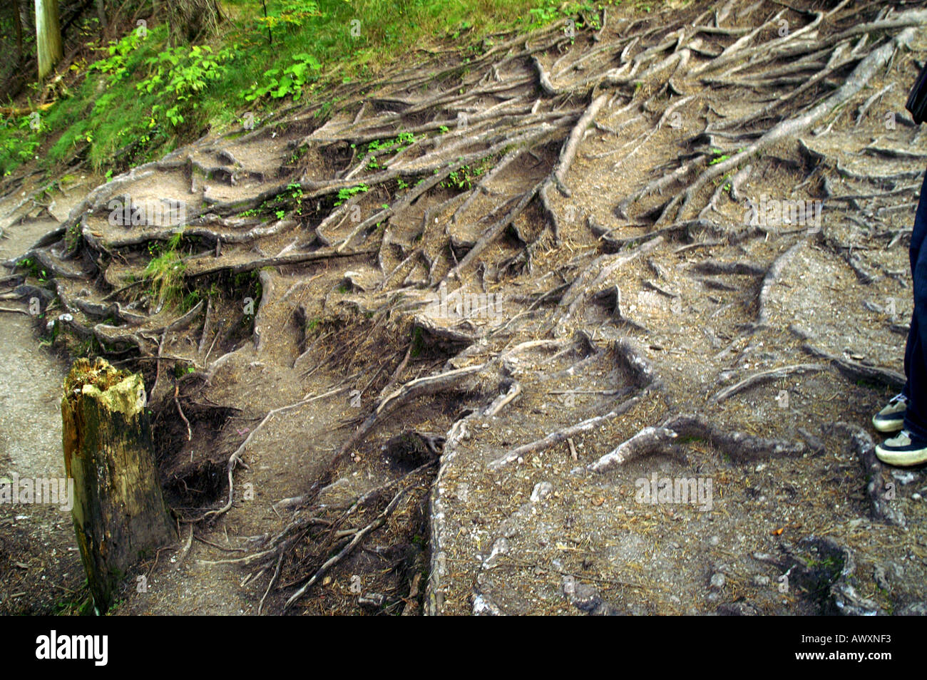 Thrawn crooked roots of old tree, autumnal Horne Diery Gorge, Mala ...