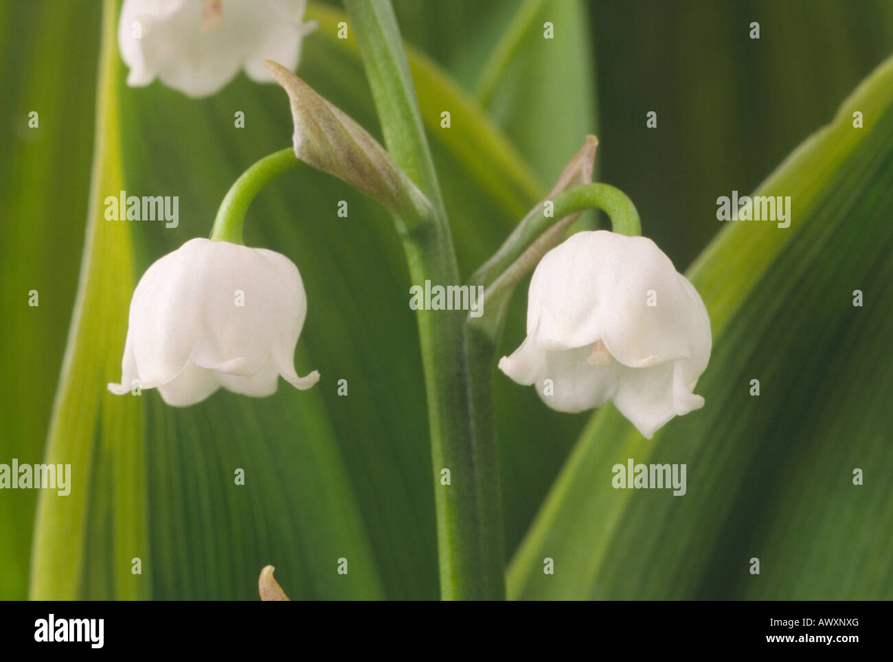 Variegated lily of the valley hi-res stock photography and images - Alamy