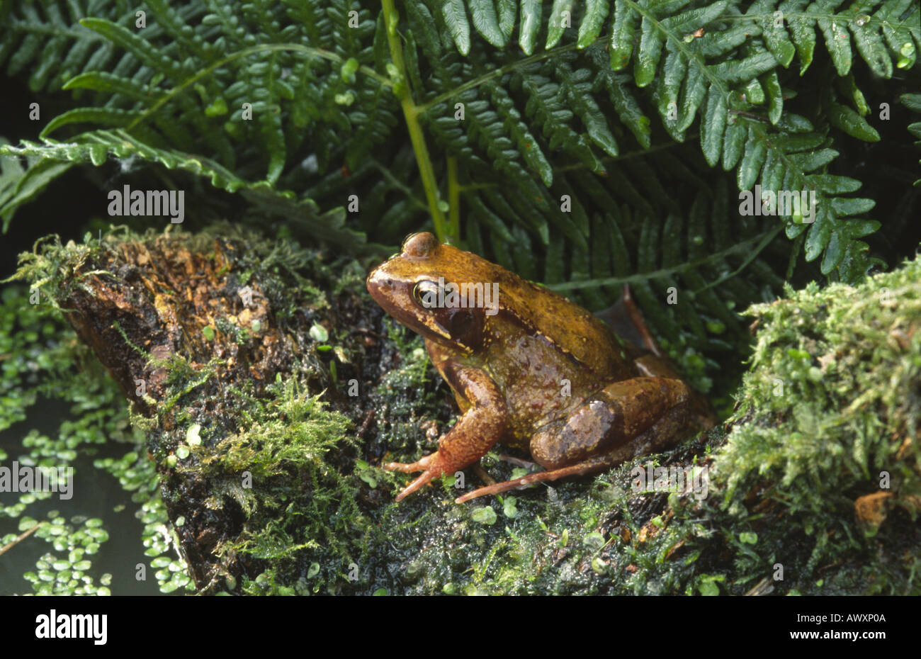 Common Frog. Rana temporaria Stock Photo - Alamy