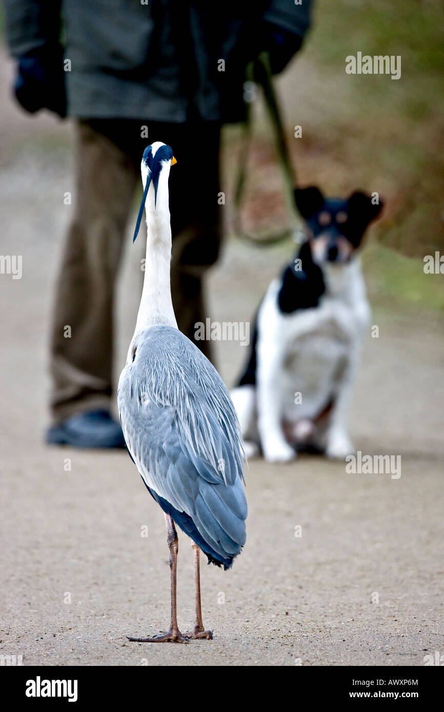 Grey Heron watching the dog Stock Photo - Alamy