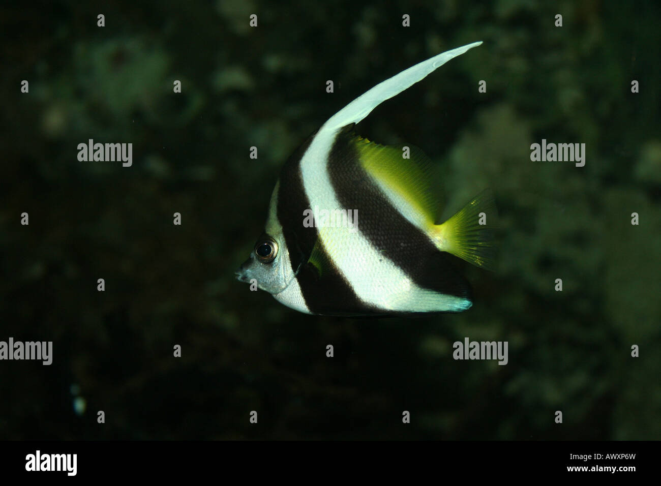 exotic tropical fish Heniochus acuminatus Stock Photo - Alamy