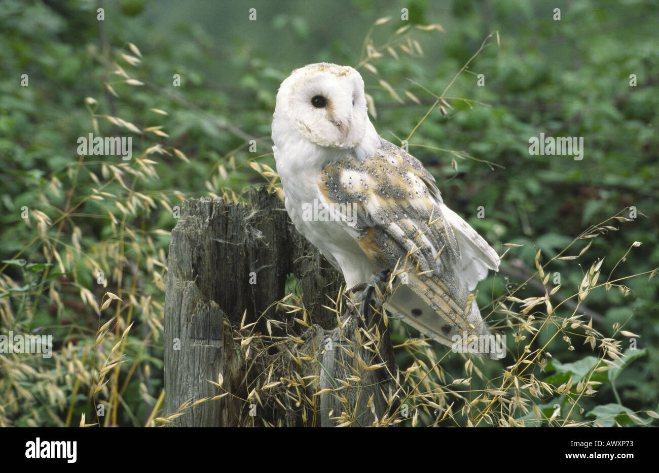 Barn Owl. Tyto alba Stock Photo - Alamy