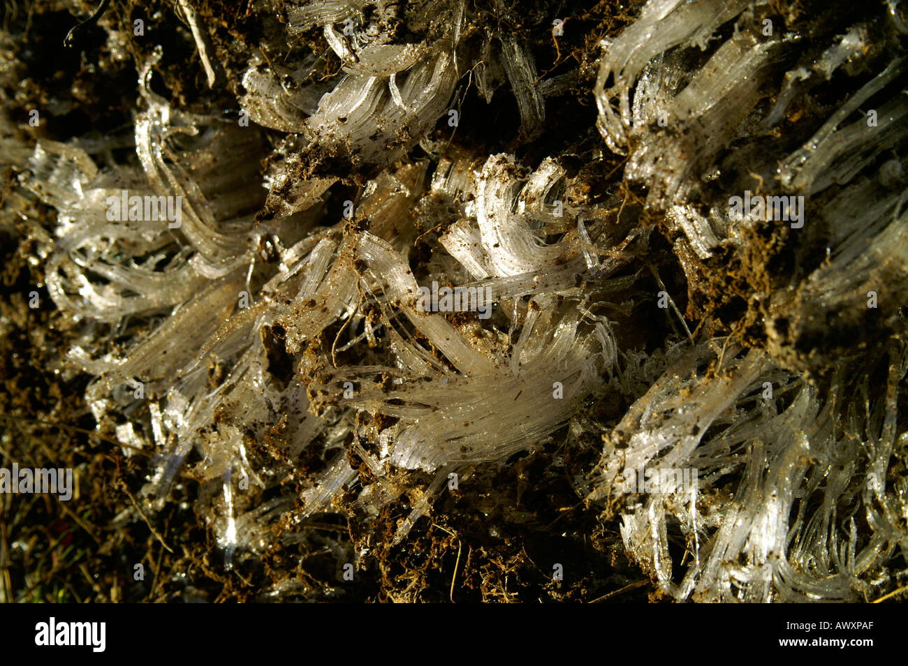 Ice crystals growing from melting soil Stock Photo - Alamy