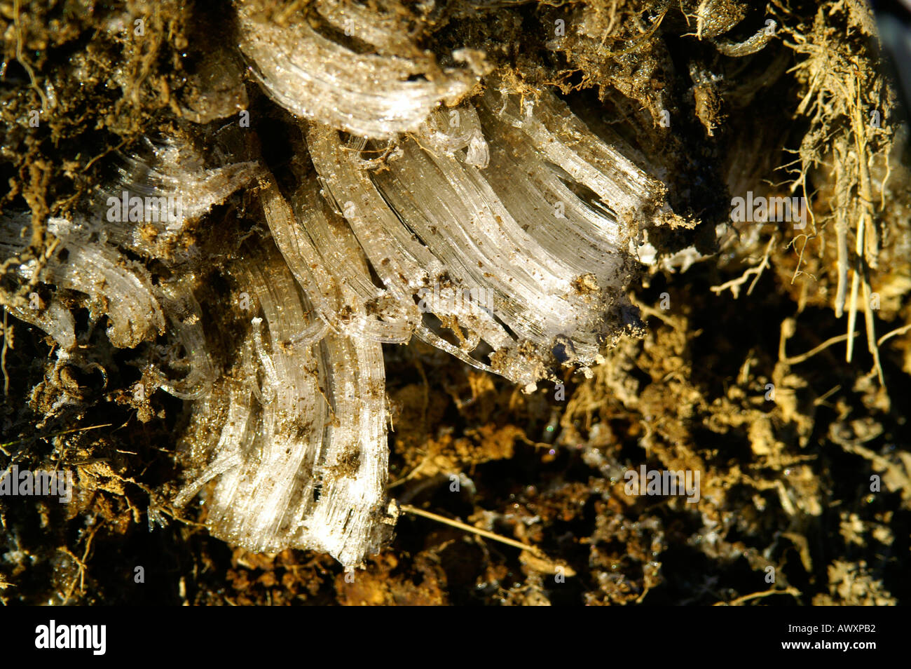 Ice crystals growing from melting soil Stock Photo - Alamy
