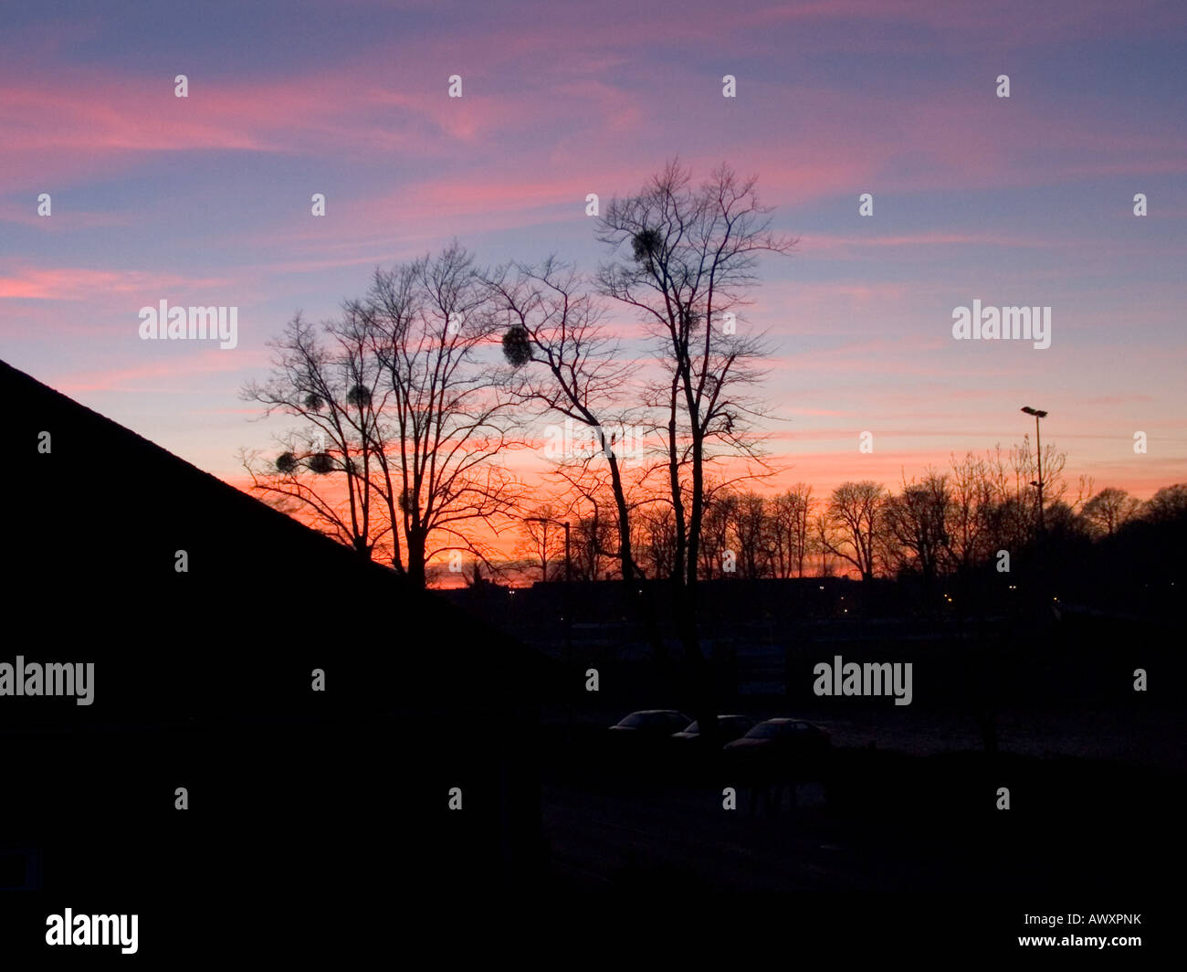 Mistletoe in an oak tree hi-res stock photography and images - Alamy