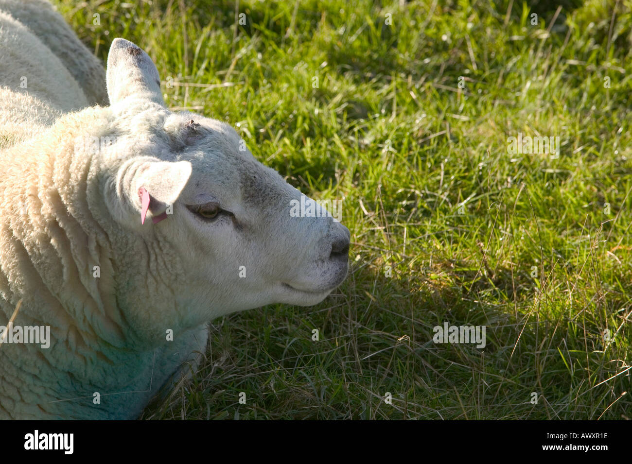 Tup ram male hi-res stock photography and images - Alamy