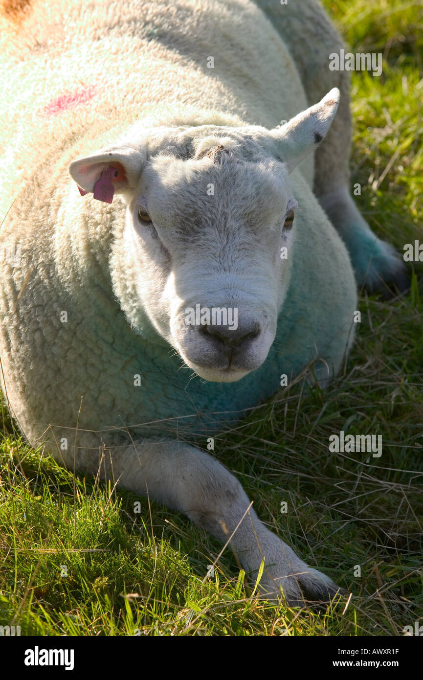 a ram sitting down Stock Photo - Alamy