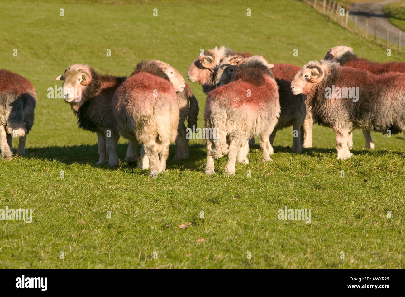 Herdwick ram sheep hi-res stock photography and images - Alamy