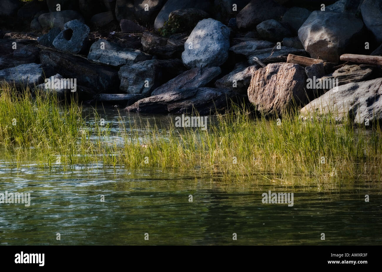 Long grass along shoreline hi-res stock photography and images - Alamy