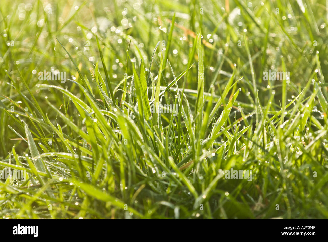 Cool wet grass Stock Photo - Alamy