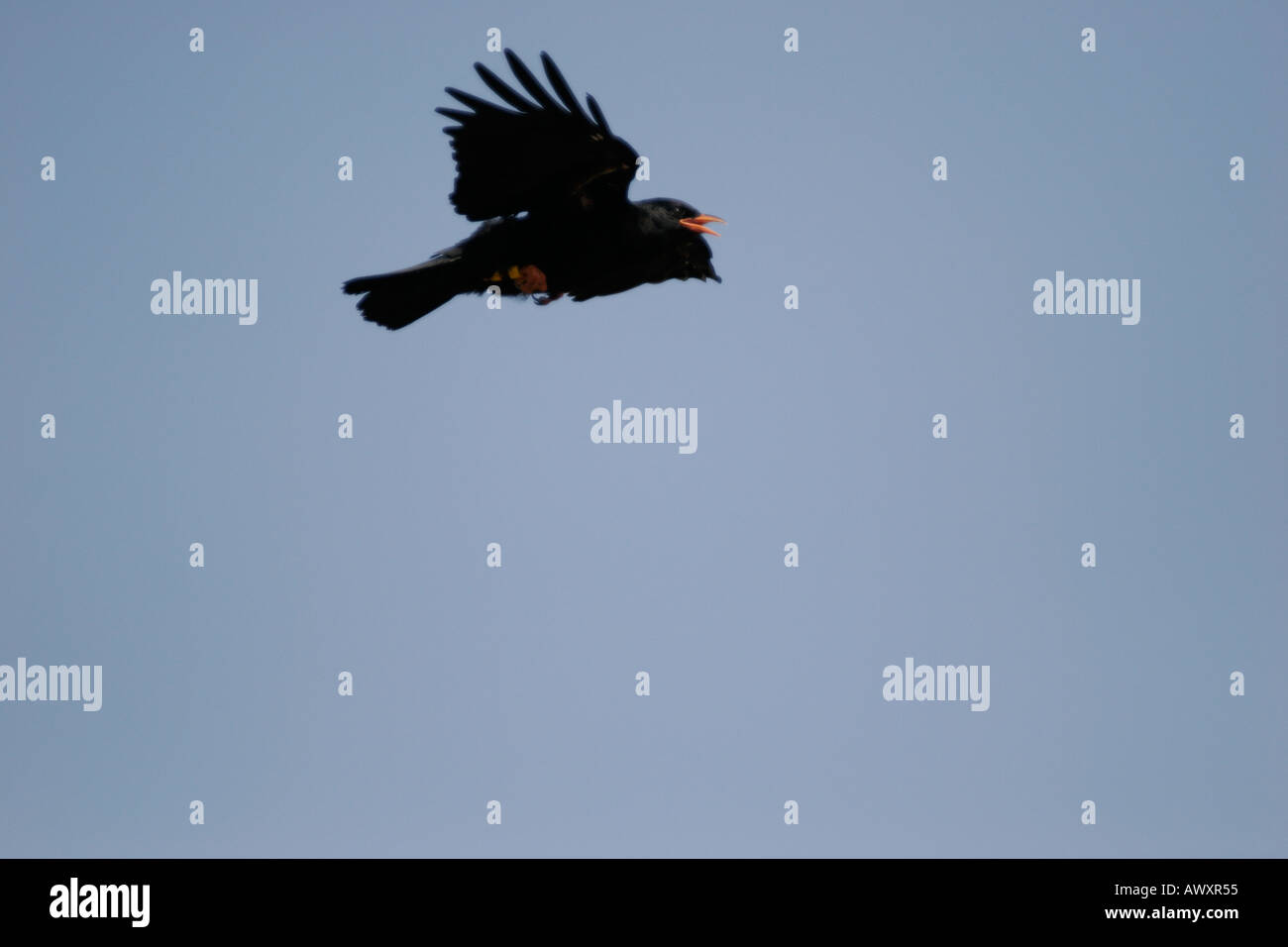 Cornish chough in flight hi-res stock photography and images - Alamy