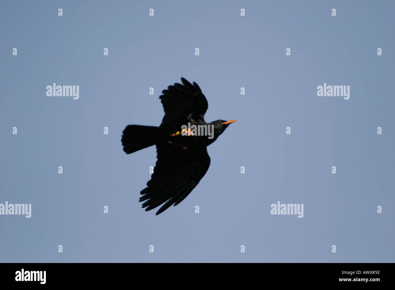 Cornish chough in flight hi-res stock photography and images - Alamy