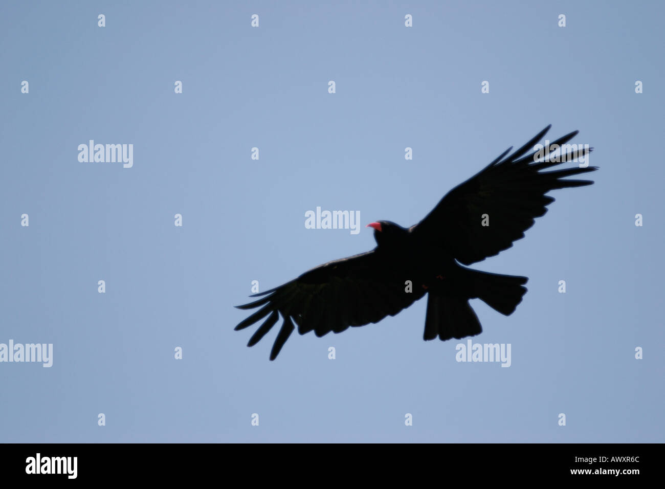 Cornish chough in flight hi-res stock photography and images - Alamy