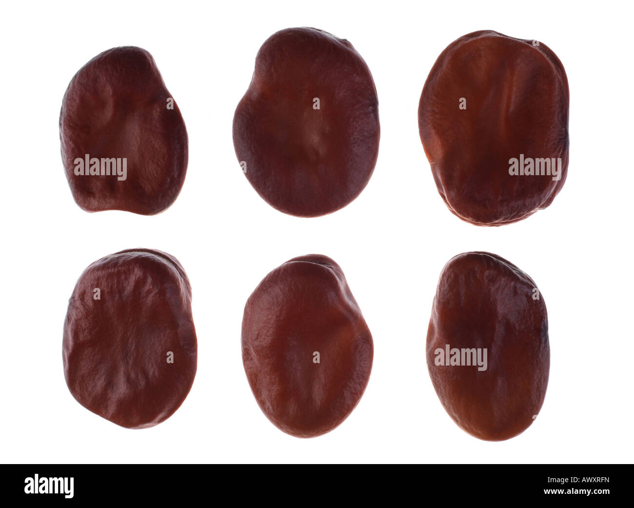 Brown dry bean isolated on white background Stock Photo - Alamy
