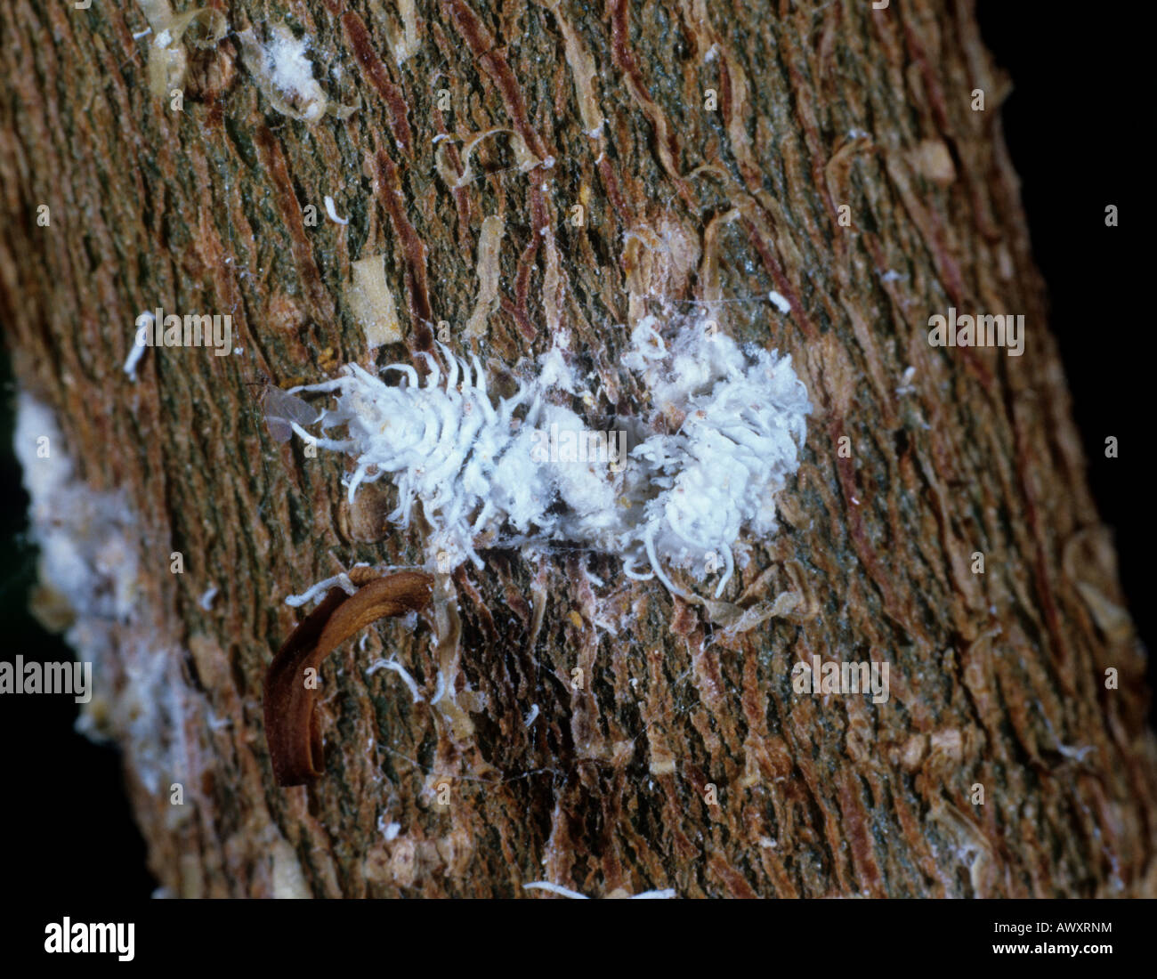 Australian beetle hi-res stock photography and images - Alamy