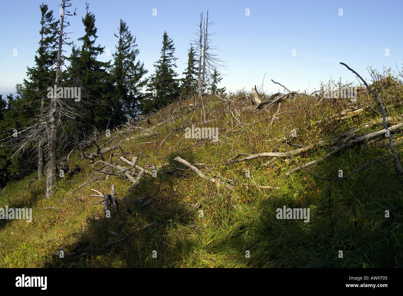 Damaged alpine forest on mountainside of Mt. Salatin, Nizke Tatry ...